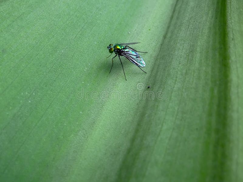 One Insect on a Leaf - Texan Long-legged Fly Stock Photo - Image of ...