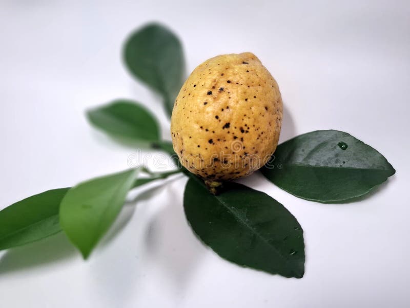 Single Meyer Lemon Leaves Stock Photos - Free & Royalty-Free Stock ...