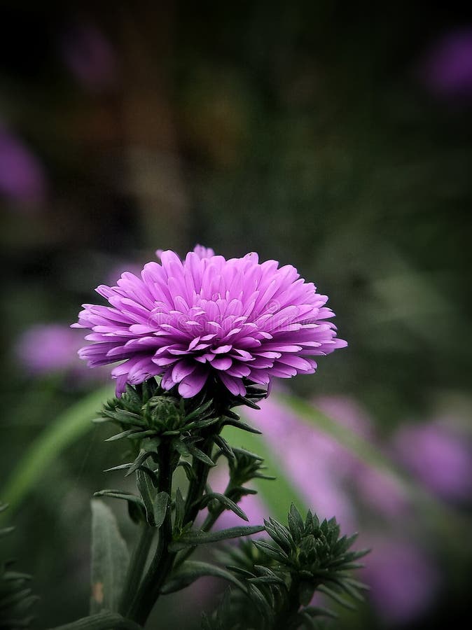 Single Mini Purple Aster in Dark Mood Style Stock Photo - Image of ...
