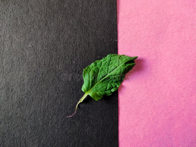Single Mint Leaf Isolated on Pink Stock Image - Image of fresh, leaf ...