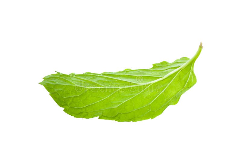 Single Fresh Mint Leaf Isolated On White Background Stock Image - Image ...
