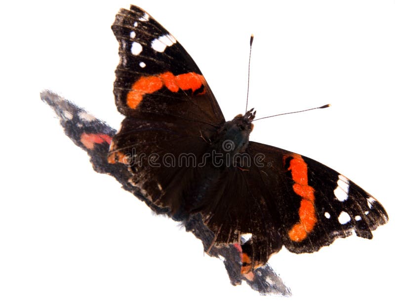 Single Monarch Butterfly Isolated on White Background. Stock Photo ...
