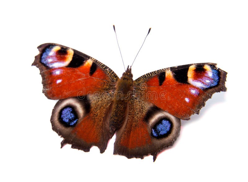 Single Monarch Butterfly Isolated on White Background. Stock Photo ...