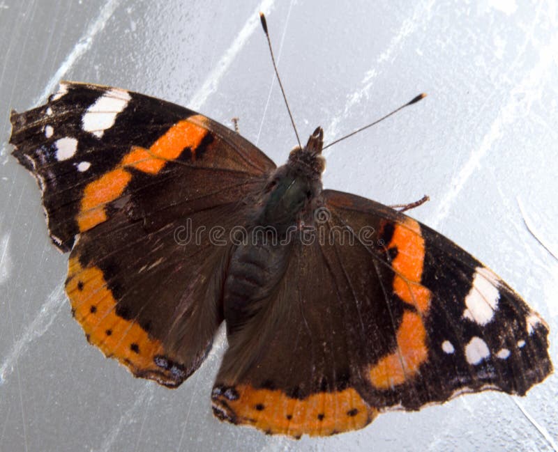 Single Monarch Butterfly on White Background. Stock Photo - Image of ...