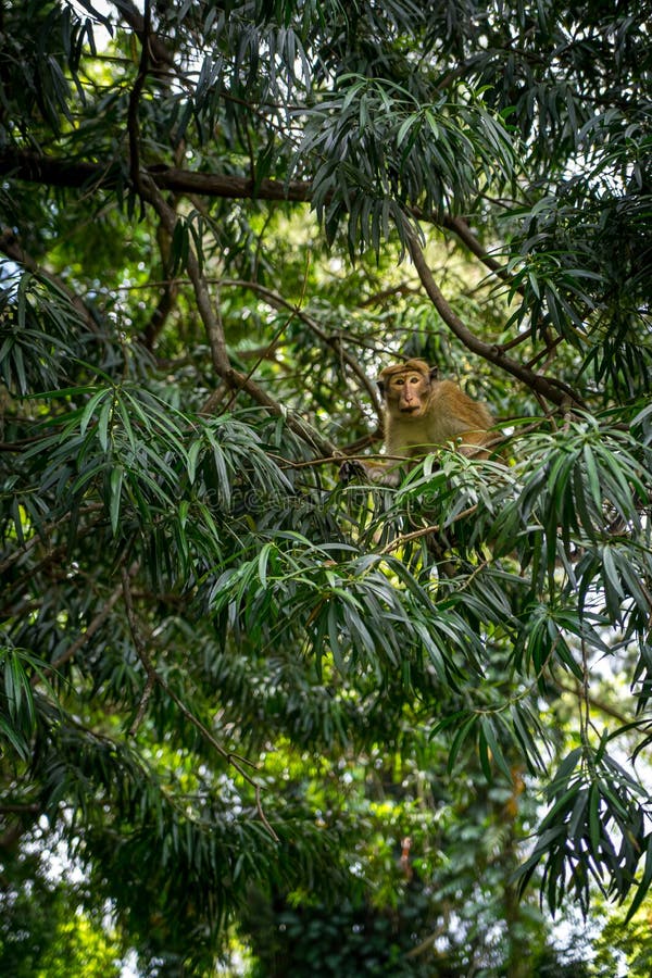 Single Monkey Looking at Viewer from a Tree through the Foliage Stock ...