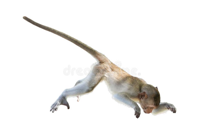 2,232 Jumping Monkey Stock Photos - Free & Royalty-Free Stock Photos ...