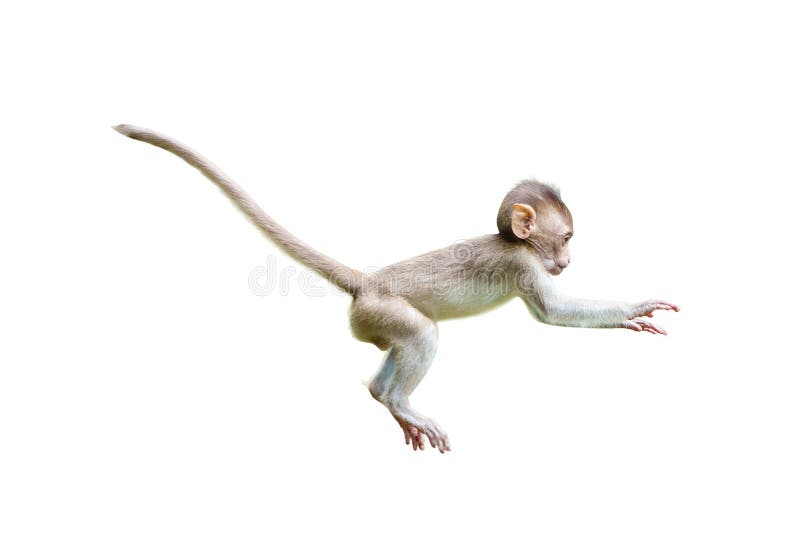 Single Monkey or Macaca Jumping in a Flying Position. it Leaping Floats ...