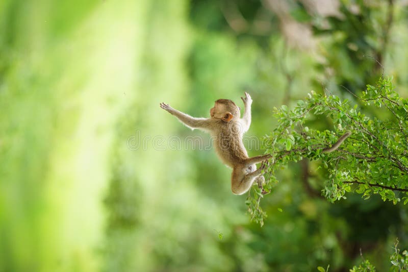 1,069 Flying Monkey Stock Photos - Free & Royalty-Free Stock Photos ...