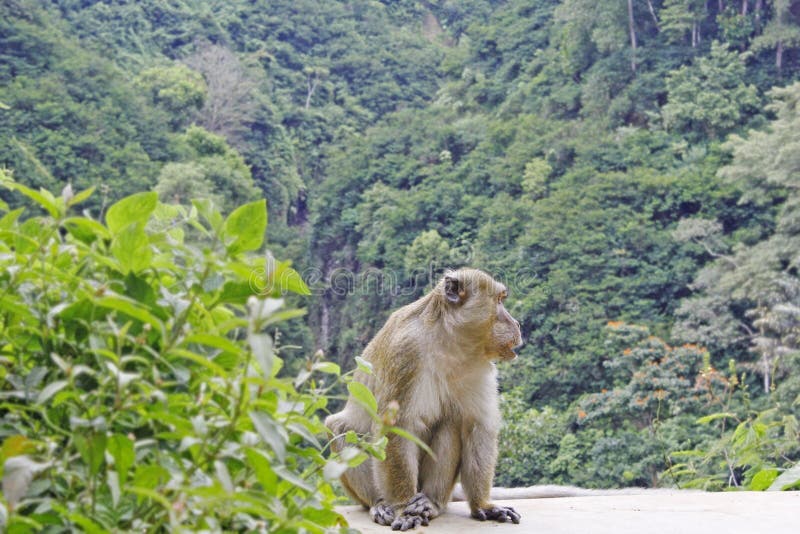 Single monkey stock photo. Image of green, indonesia - 96595080