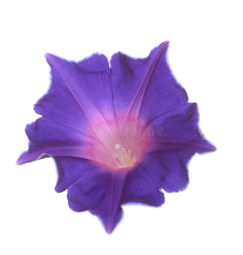 Single Morning Glory stock photo. Image of botany, purple - 34528248