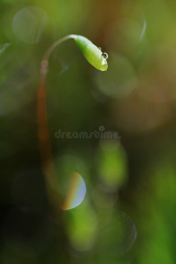 Single Moss Seed Sprout in Springtime Stock Photo - Image of fragile ...