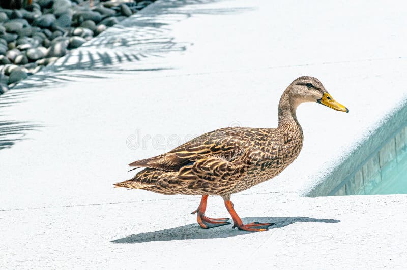 Single Mottle Duck, Walking on Deck, of a Tropical Pool Stock Photo ...