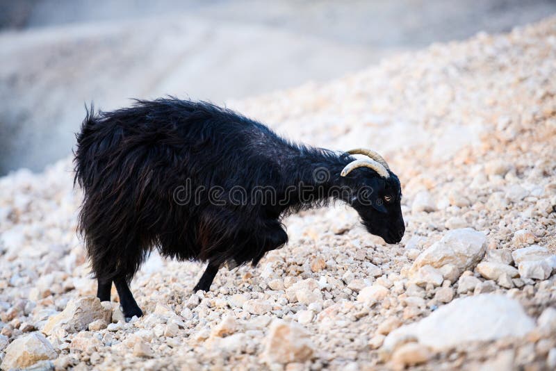Single Mountain Goat Standing on the Top of Tahtali Mountain, Turkey ...
