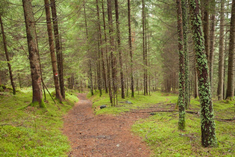 A Single Mountain Path Splits in Two Different Directions Stock Photo ...