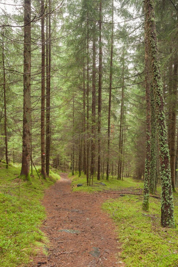 A Single Mountain Path Splits in Two Different Directions Stock Photo ...