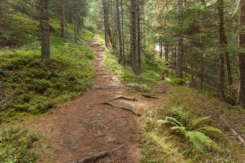 A Single Mountain Path Splits in Two Different Directions. it`s Stock ...