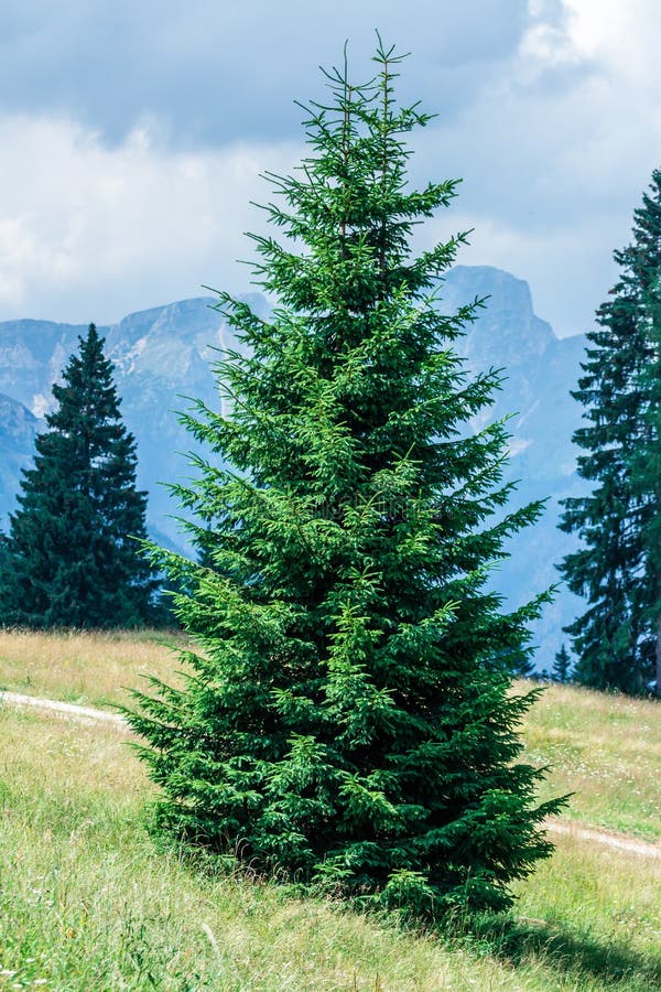 Fir trees stock image. Image of trees, plant, sunlight - 21726571
