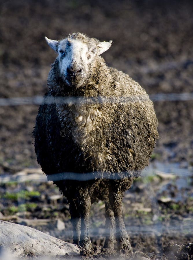 238 Muddy Sheep Stock Photos - Free & Royalty-Free Stock Photos from ...