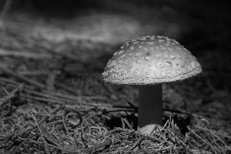 Single mushroom stock photo. Image of forest, mushroom - 10577130