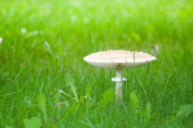 Single Mushroom Picture. Image: 289836