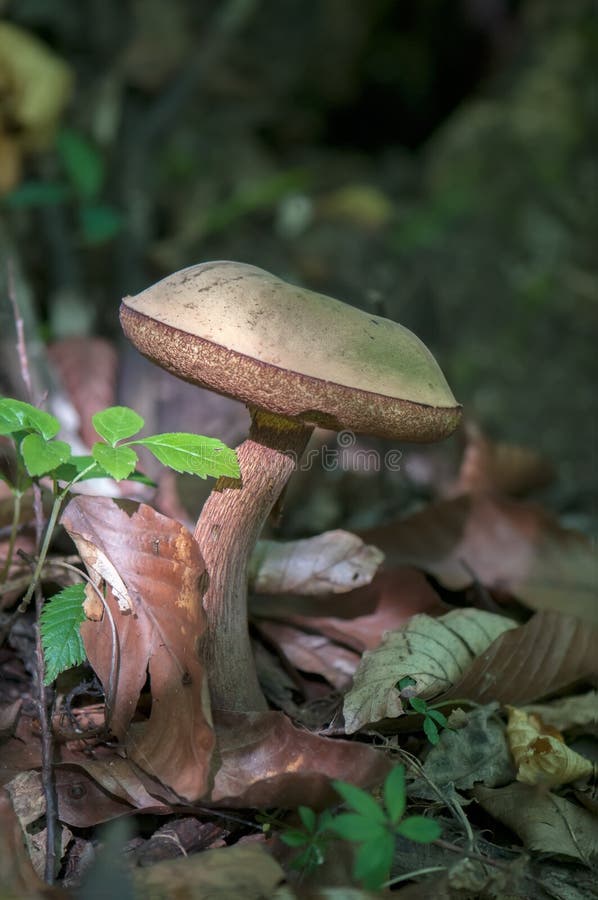 Single mushroom in forest. stock image. Image of wildlife - 198793087
