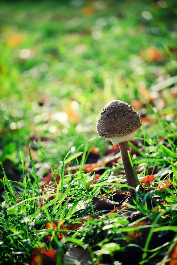 Single mushroom stock photo. Image of grass, ingredient - 32140296