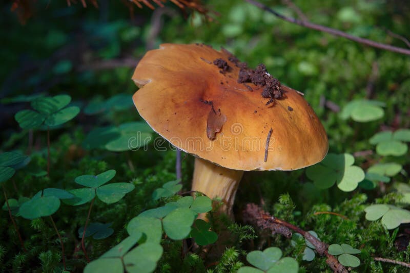 Single Mushroom Boletus Edulis in the Forest Stock Photo - Image of ...