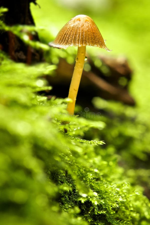 Single mushroom stock image. Image of trunk, forest, fall - 59598229