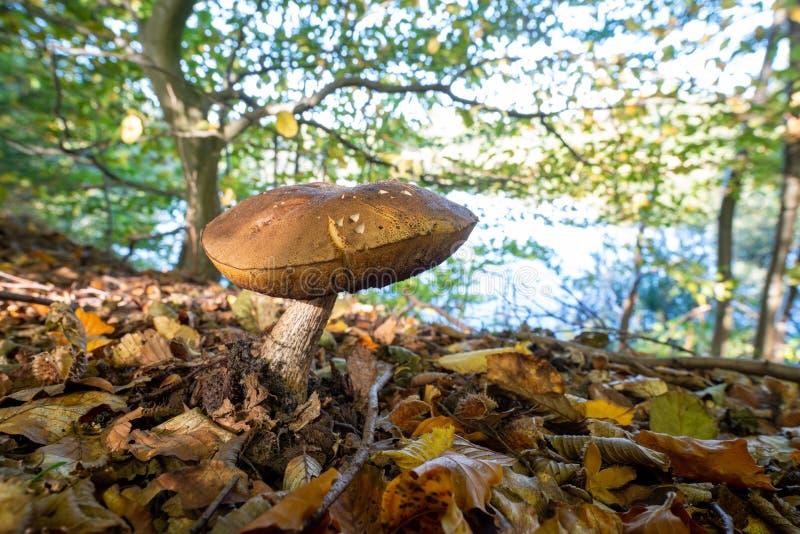 Single mushroom stock photo. Image of parasite, edible - 258863448