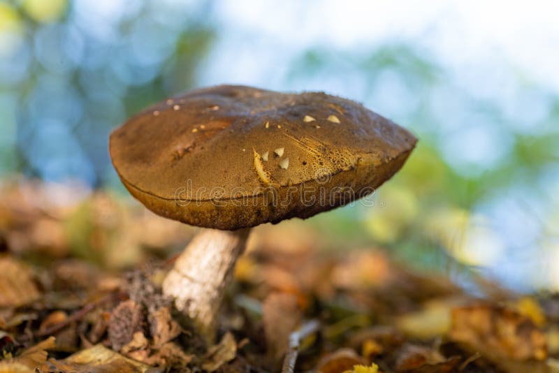 Single mushroom stock photo. Image of poisonous, parasite - 258863460