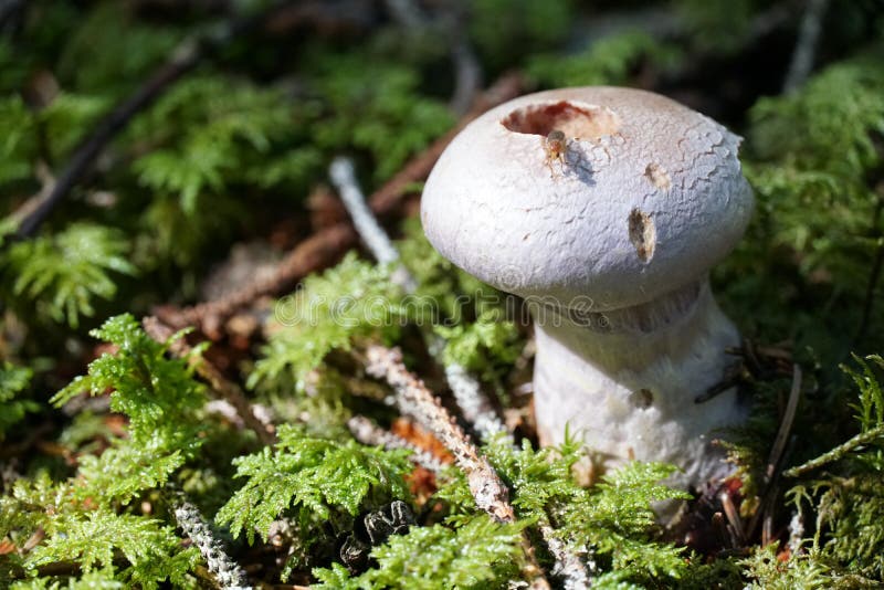 A Single Mushroom with Copy Space Photo. Stock Photo - Image of plant ...