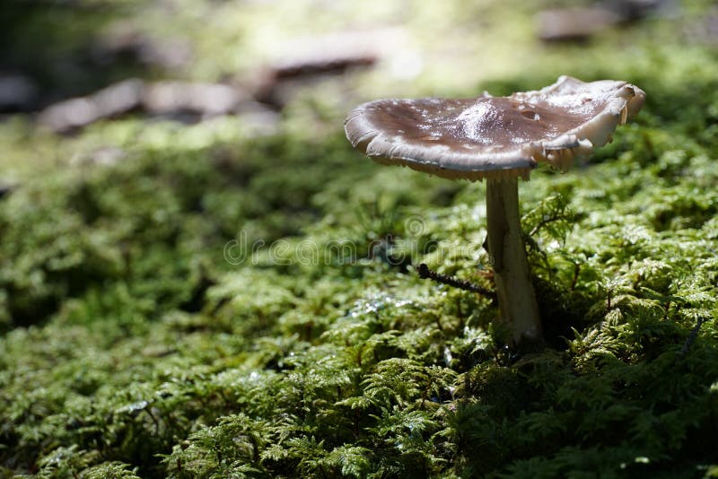 A Single Mushroom with Copy Space Photo. Stock Image - Image of ...