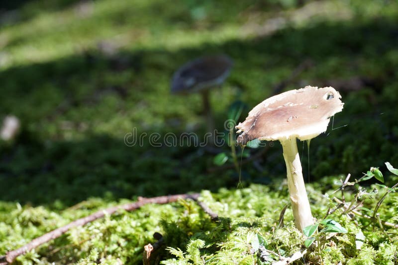 A Single Mushroom with Copy Space Photo. Stock Image - Image of biology ...