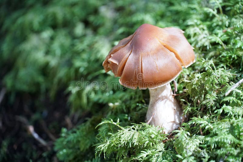 A Single Mushroom with Copy Space Photo. Stock Photo - Image of fungus ...