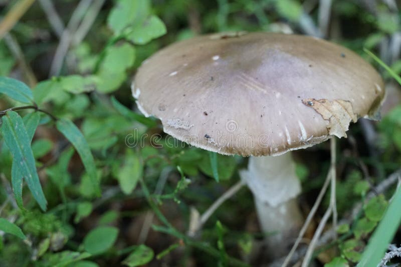 A Single Mushroom with Copy Space Photo. Stock Photo - Image of macro ...
