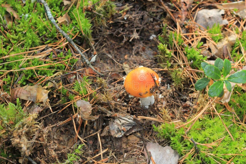 Single mushroom stock image. Image of fungus, stem, nature - 60059443