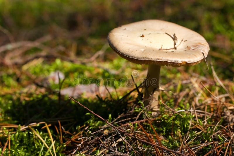 Single Mushroom in a Forest Stock Image - Image of poland, pine: 117329753
