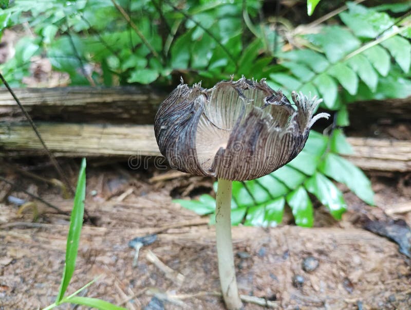 A Single Mushroom with a Frilled Cap in a Forest Setting Stock Photo ...