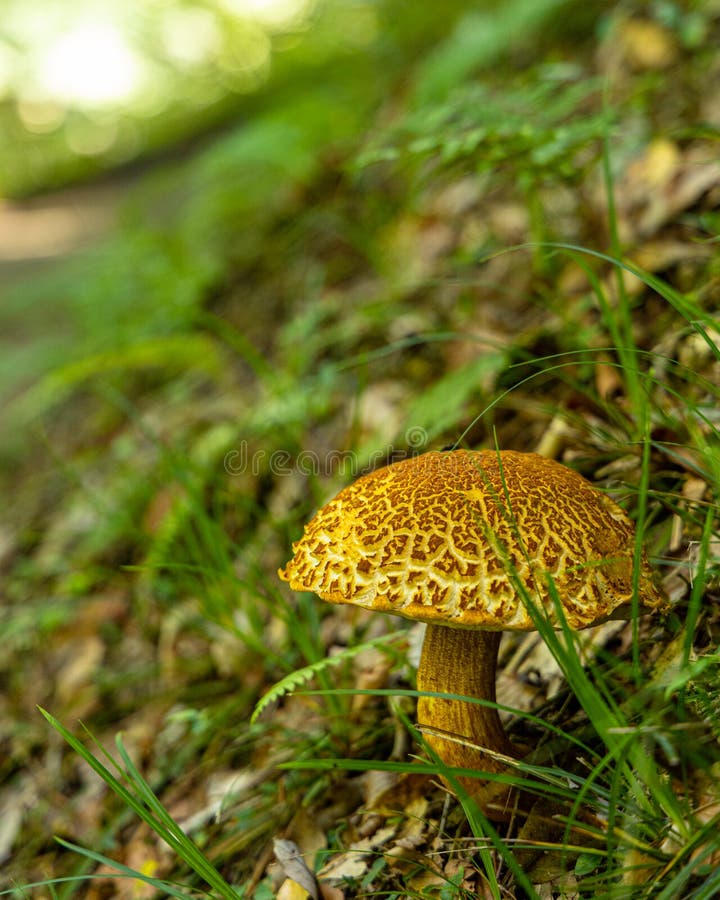 A Single Mushroom in the Grass Stock Image - Image of closeup, garden ...