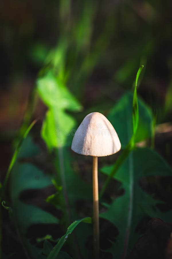 Single Mushroom between Green Leaves in the Autumn Forest Stock Image ...
