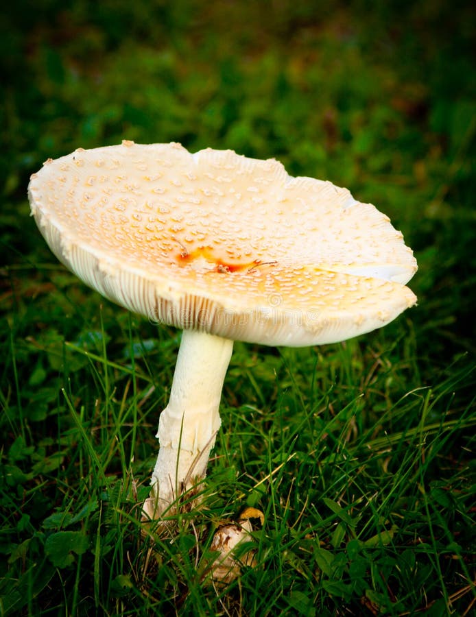 Single Mushroom stock photo. Image of edible, root, food - 34175060