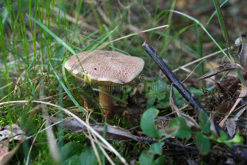 Single Mushroom Grown in the Grass in a Forest Stock Image - Image of ...