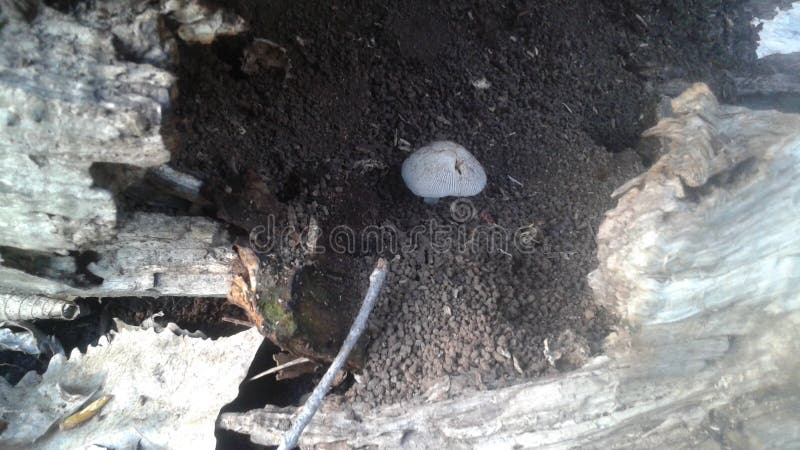 Single Mushroom Inside Broken Log Stock Image - Image of secluded ...