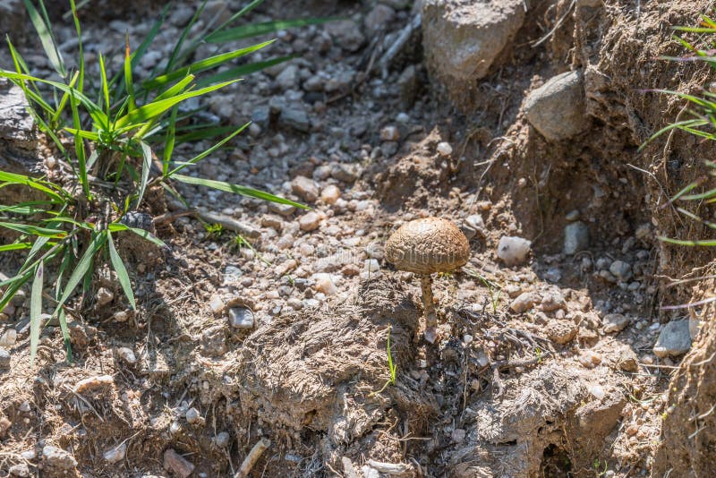 Mushroom in the sand stock photo. Image of fungus, sand - 92934140