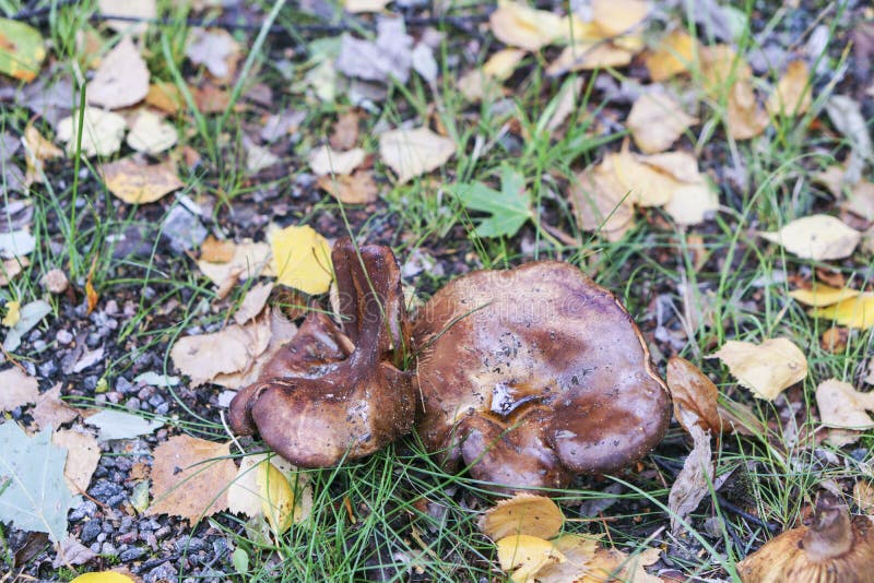 Single mushroom stock image. Image of green, rocks, single - 126011167
