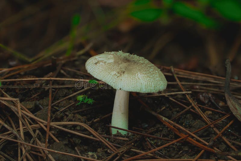 A Single Mushroom with a White Cap and Stem Growing among Pine Needles ...