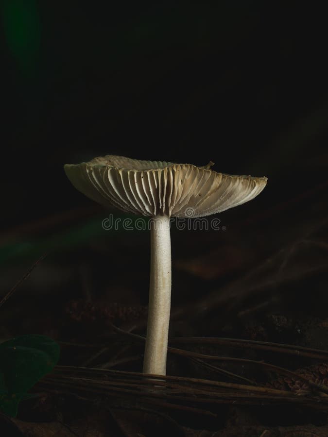 A Single Mushroom with a White Cap and Stem Growing among Pine Needles ...