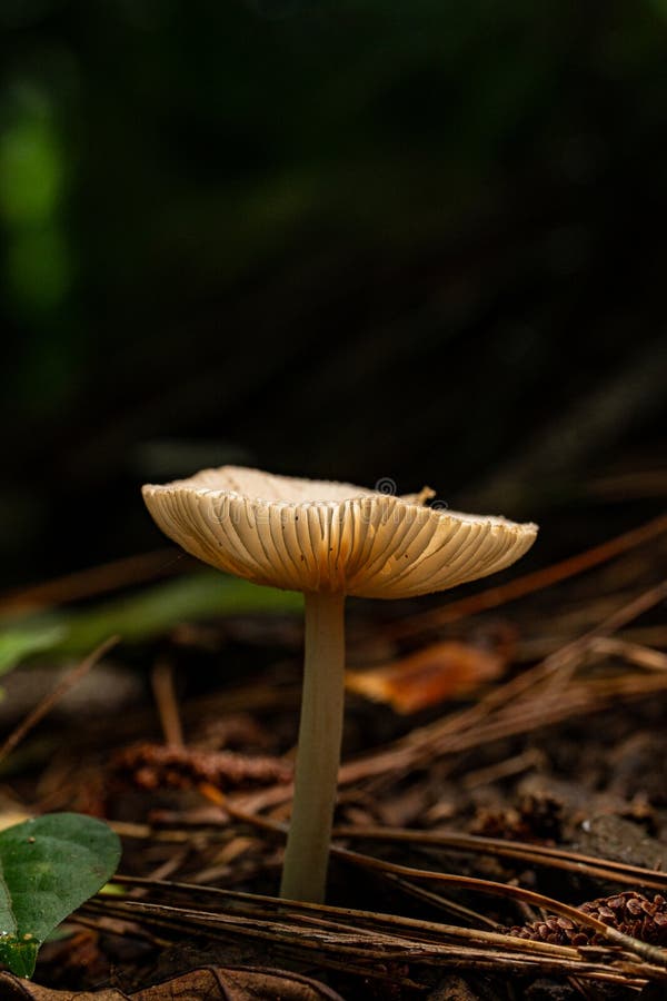 A Single Mushroom with a White Cap and Stem Growing among Pine Needles ...