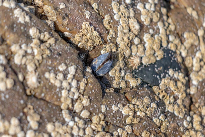 Single Mussel on the Isle of Skye Stock Image - Image of isle, skye ...