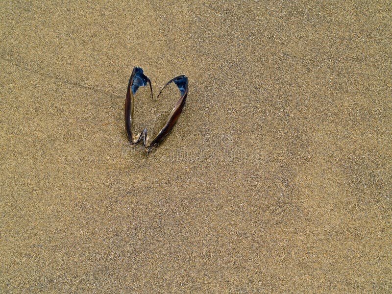 A Single Mussel Shell stock image. Image of getaway, enjoyment - 30098651